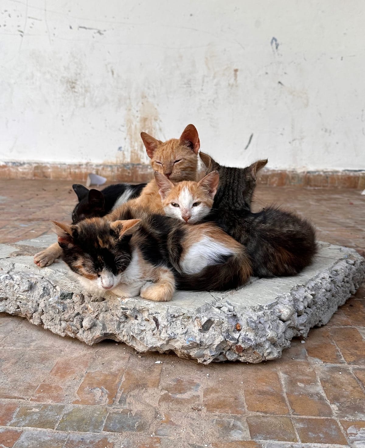 Moroccan Adventure : Flavors and Culture